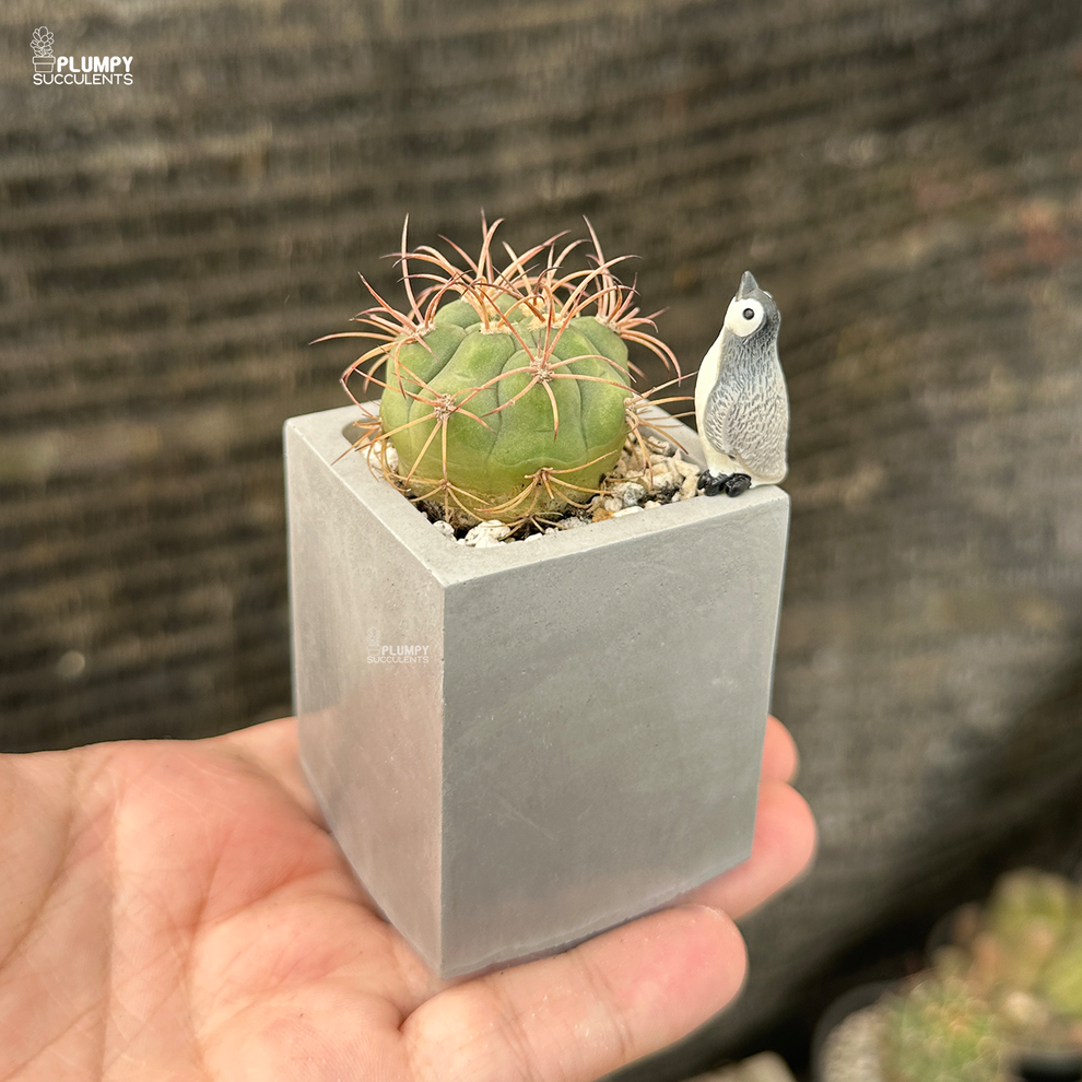 Gymno pflanzii – Plumpy Succulents