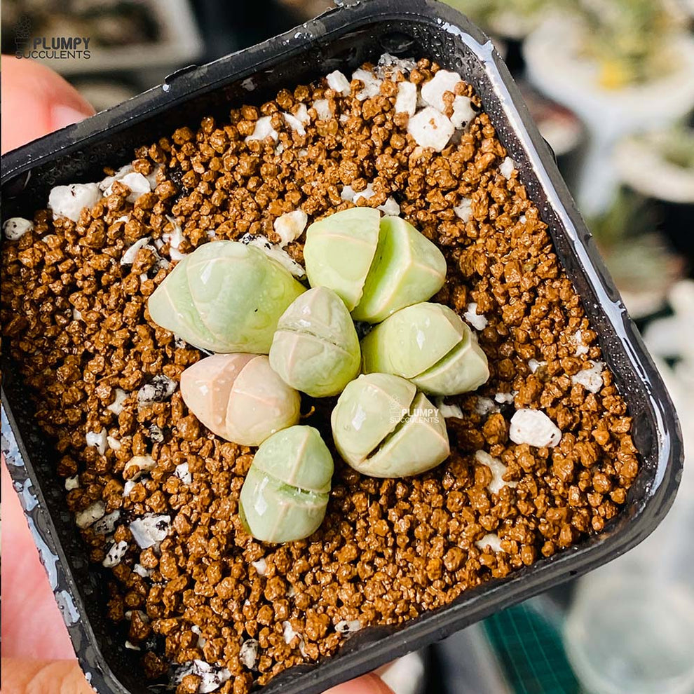 Lithop - Lapidaria Margaretae (Exotic Variety) – Plumpy Succulents