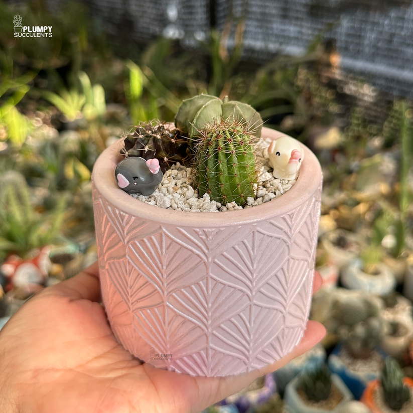 Cactus Garden – Plumpy Succulents