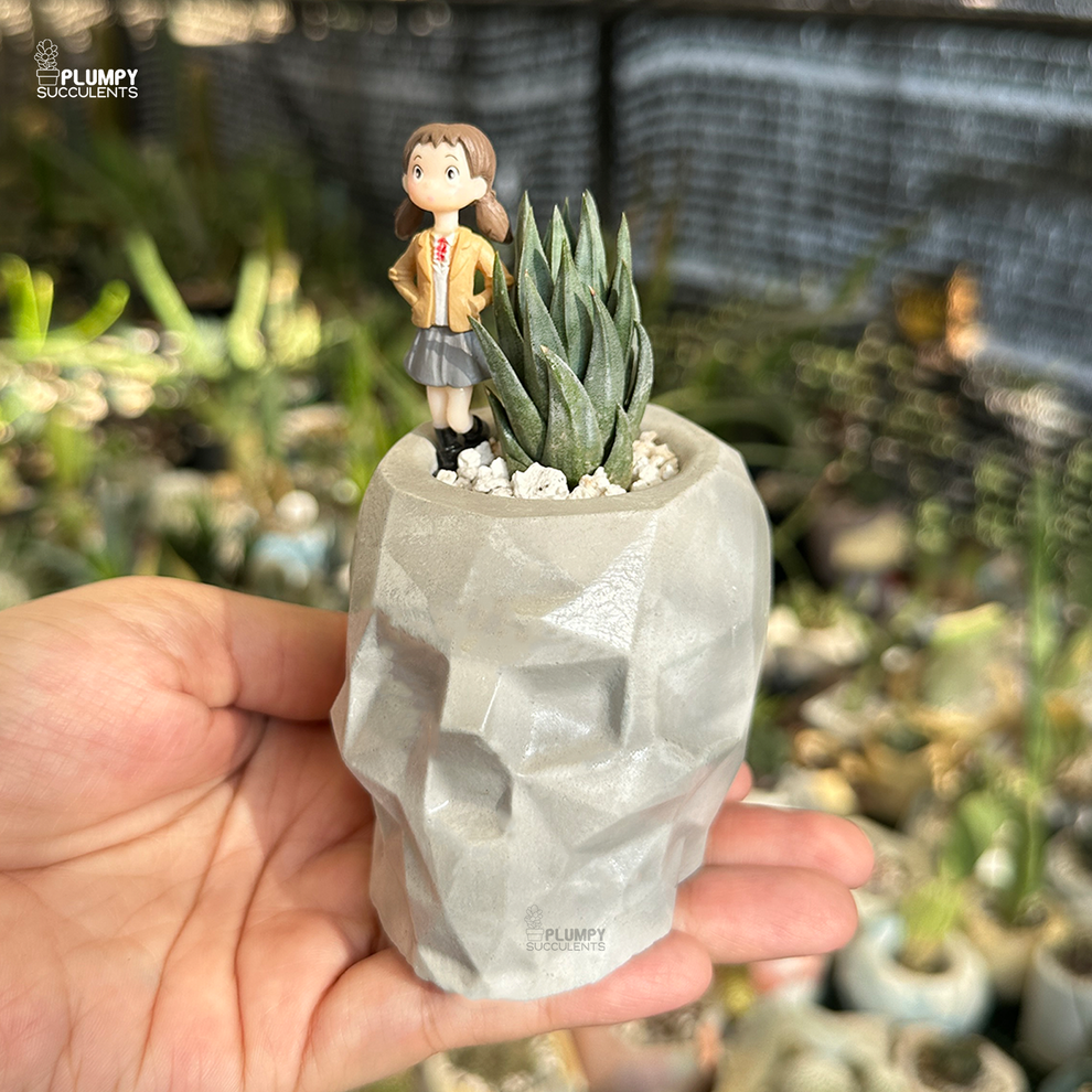 Haworthia Glauca – Plumpy Succulents