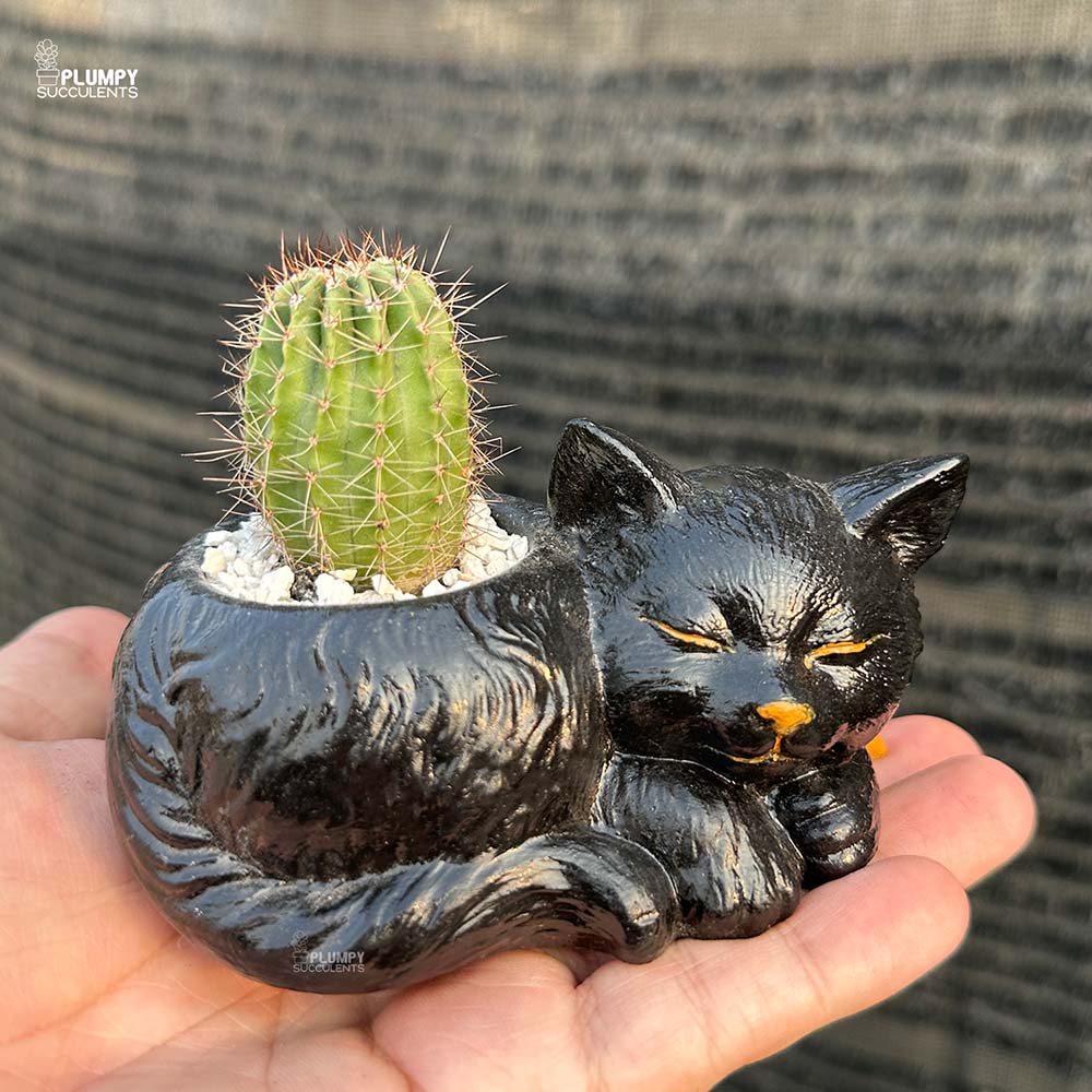 Echinopsis Cactus in Cat Planter – Plumpy Succulents