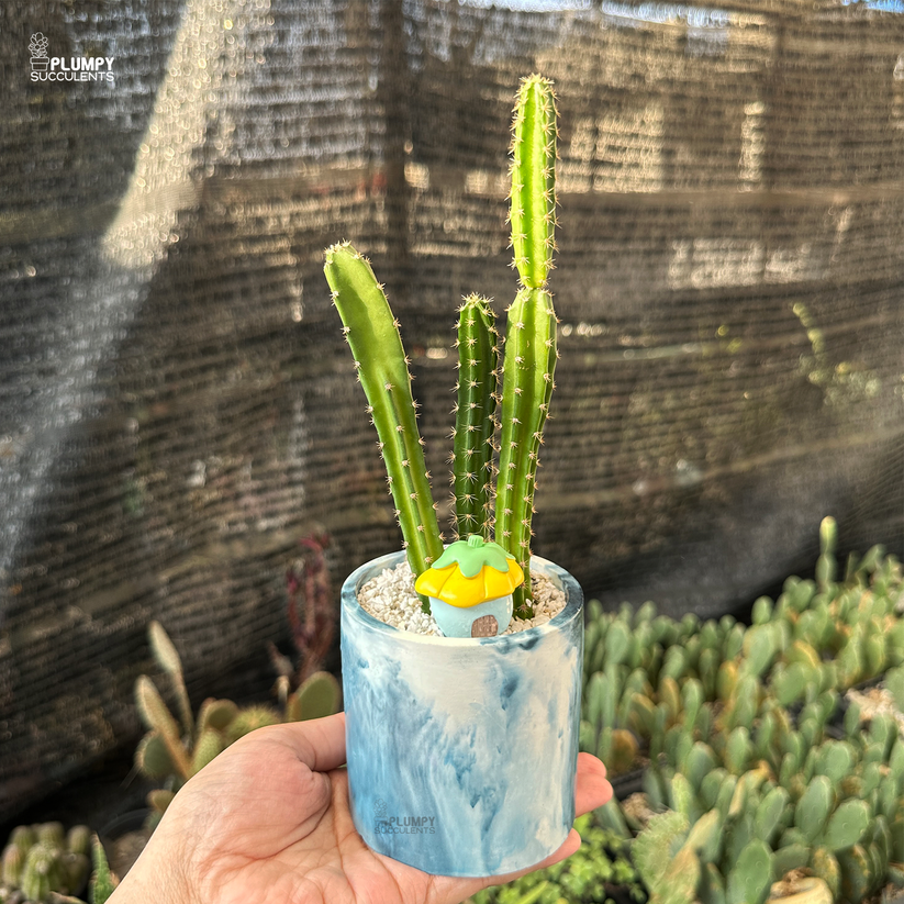 Acanthocereus Tetragonus – Plumpy Succulents