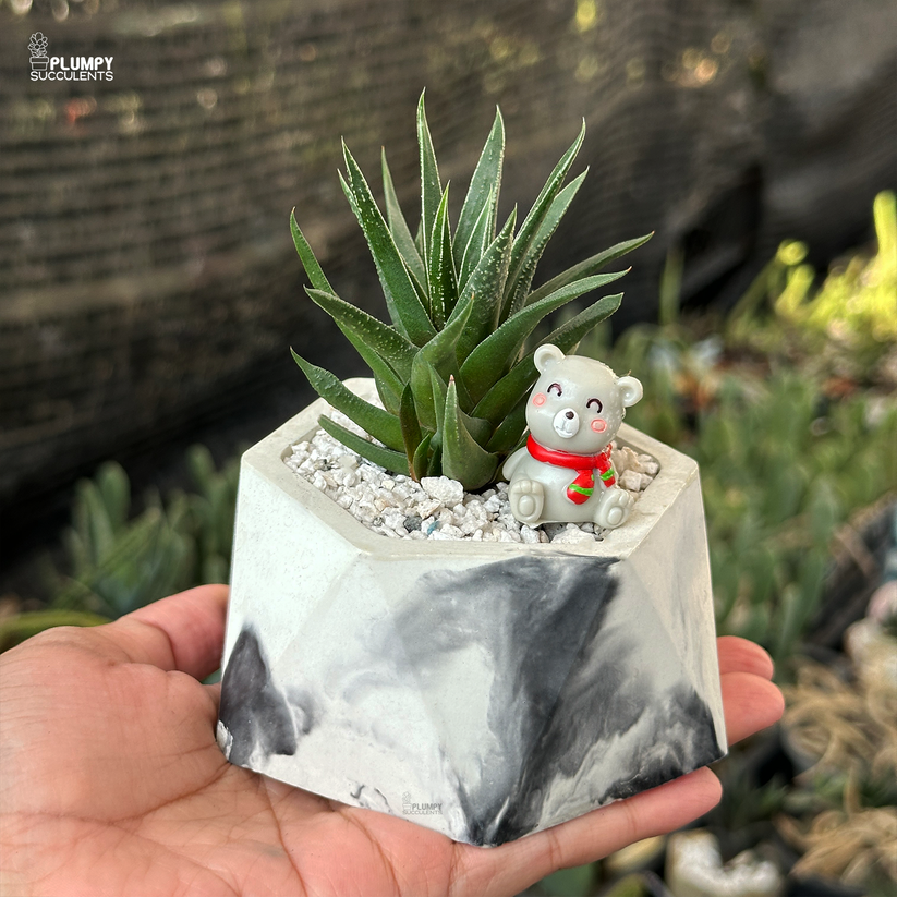 Haworthia Herbacea – Plumpy Succulents