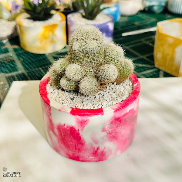 mammillaria candida Snowball Cactus Clump – Plumpy Succulents