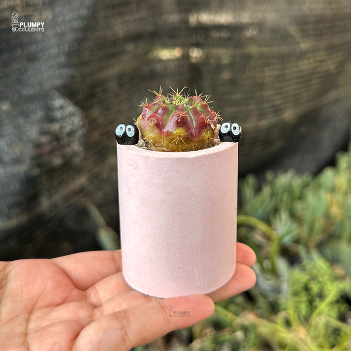 Gymnocalycium Damsii – Plumpy Succulents