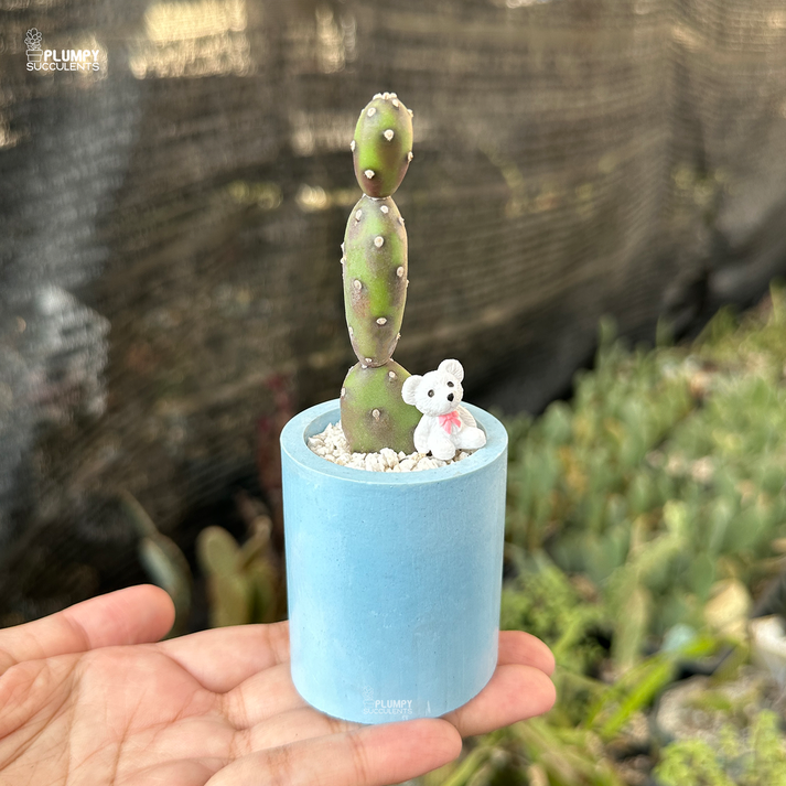 Purple Opuntia – Plumpy Succulents