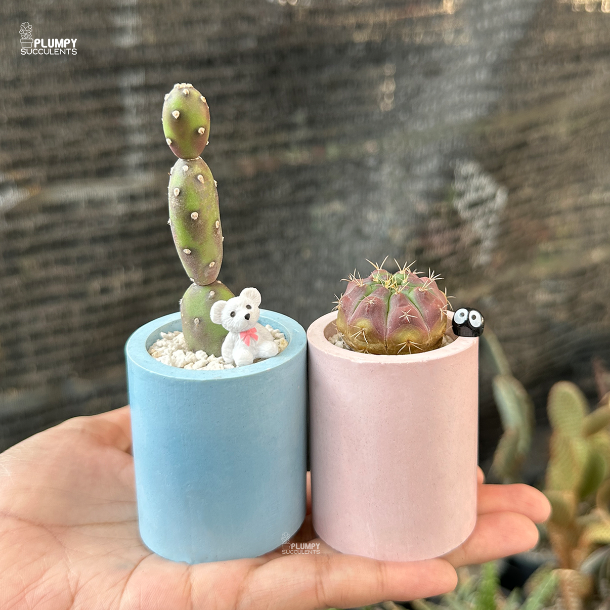Desert Duo: Perfect for Pairs – Plumpy Succulents