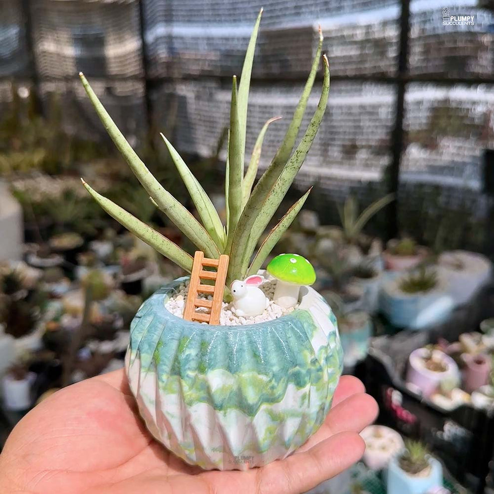 Sansevieria Lady Charm x Bella- Rabbit Land – Plumpy Succulents