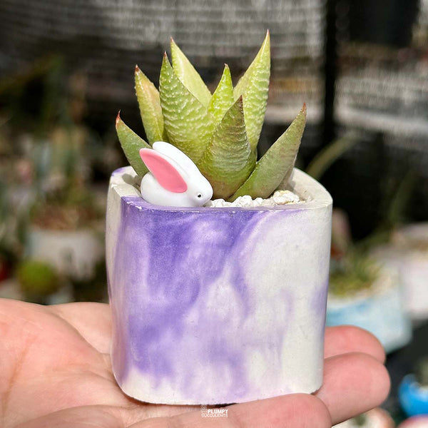 Astroloba – Plumpy Succulents