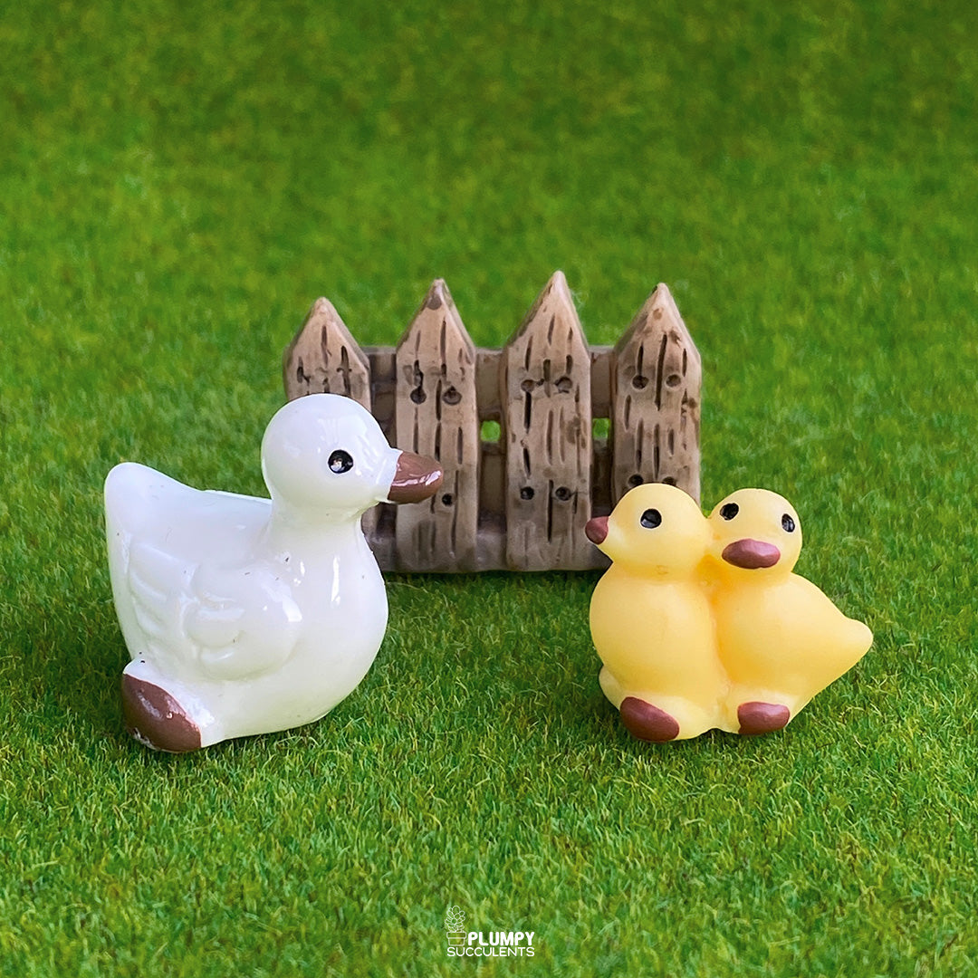 Duck Set – Plumpy Succulents