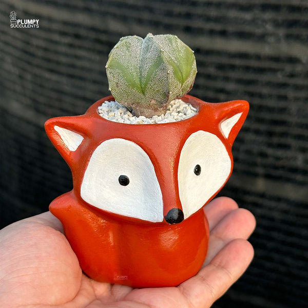 Astrophytum Cactus in Fox Planter – Plumpy Succulents