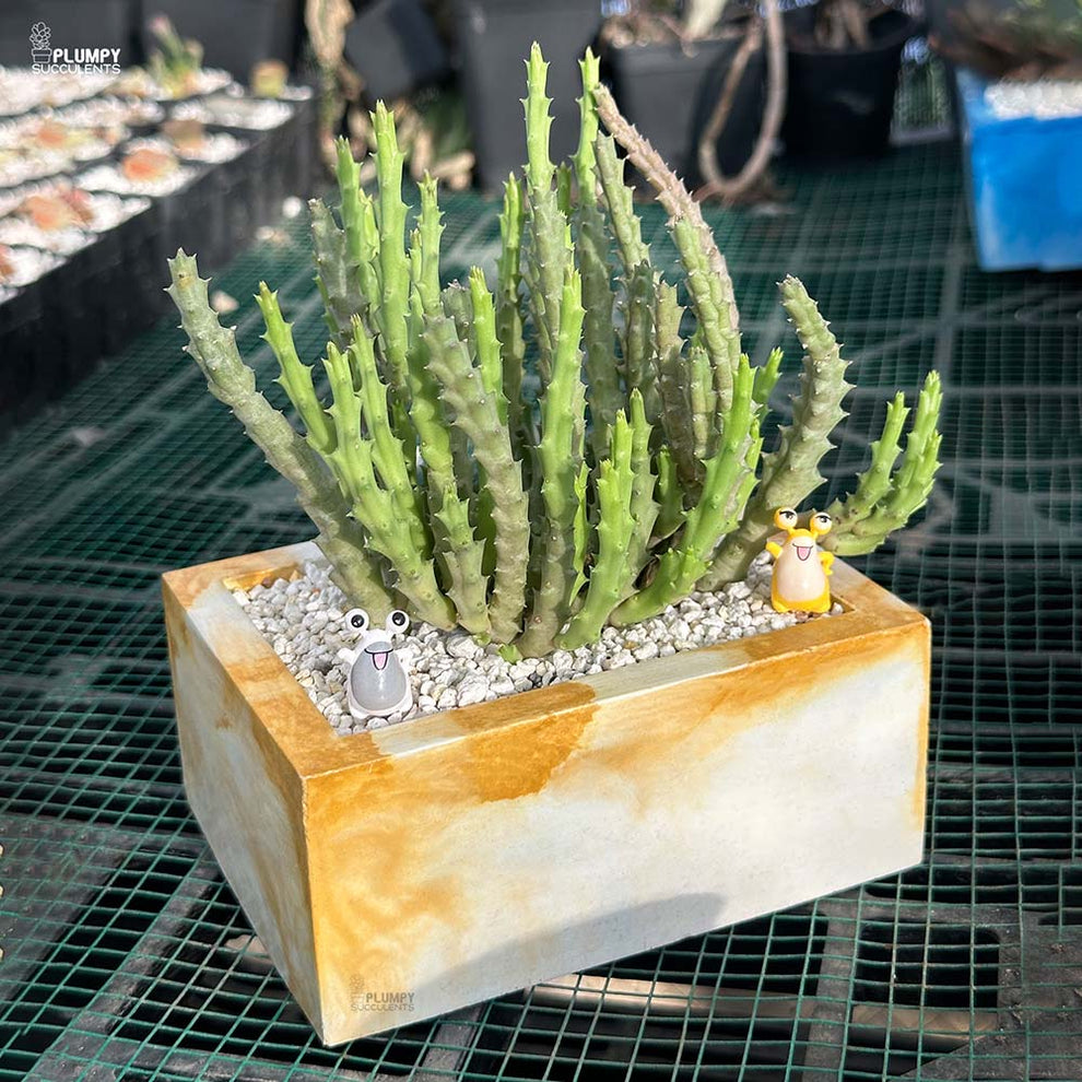 Huernia Concinna – Plumpy Succulents