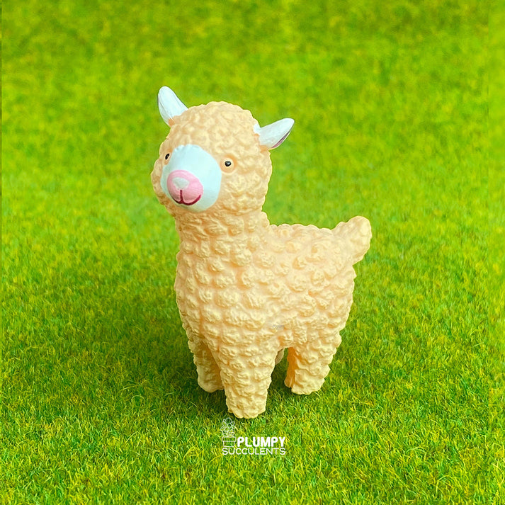 Lama – Plumpy Succulents