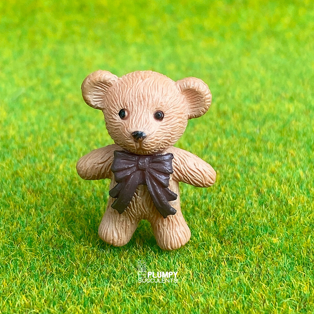 Bear – Plumpy Succulents