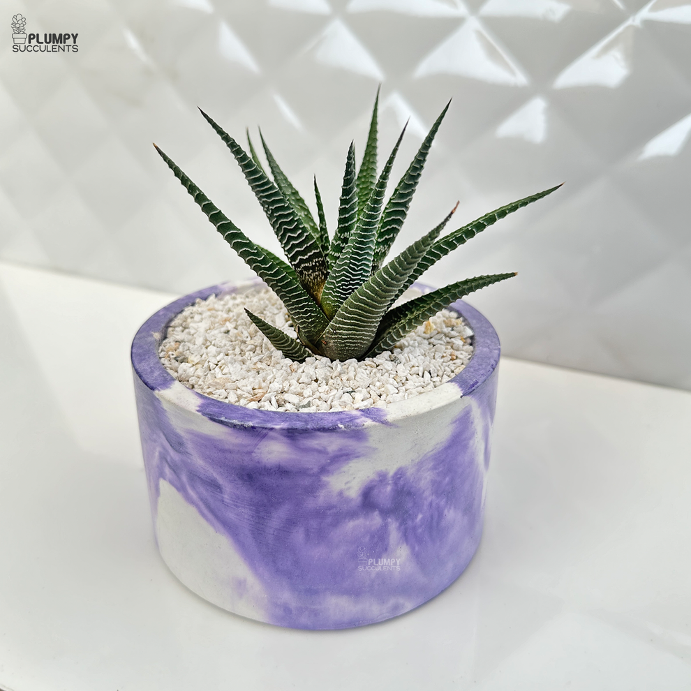 Haworthia Limifolia xFasicata – Plumpy Succulents