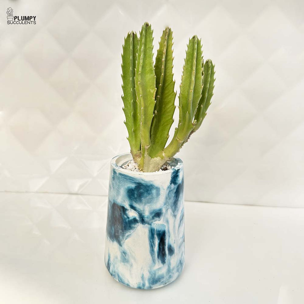 Stapelia gigantea – Plumpy Succulents