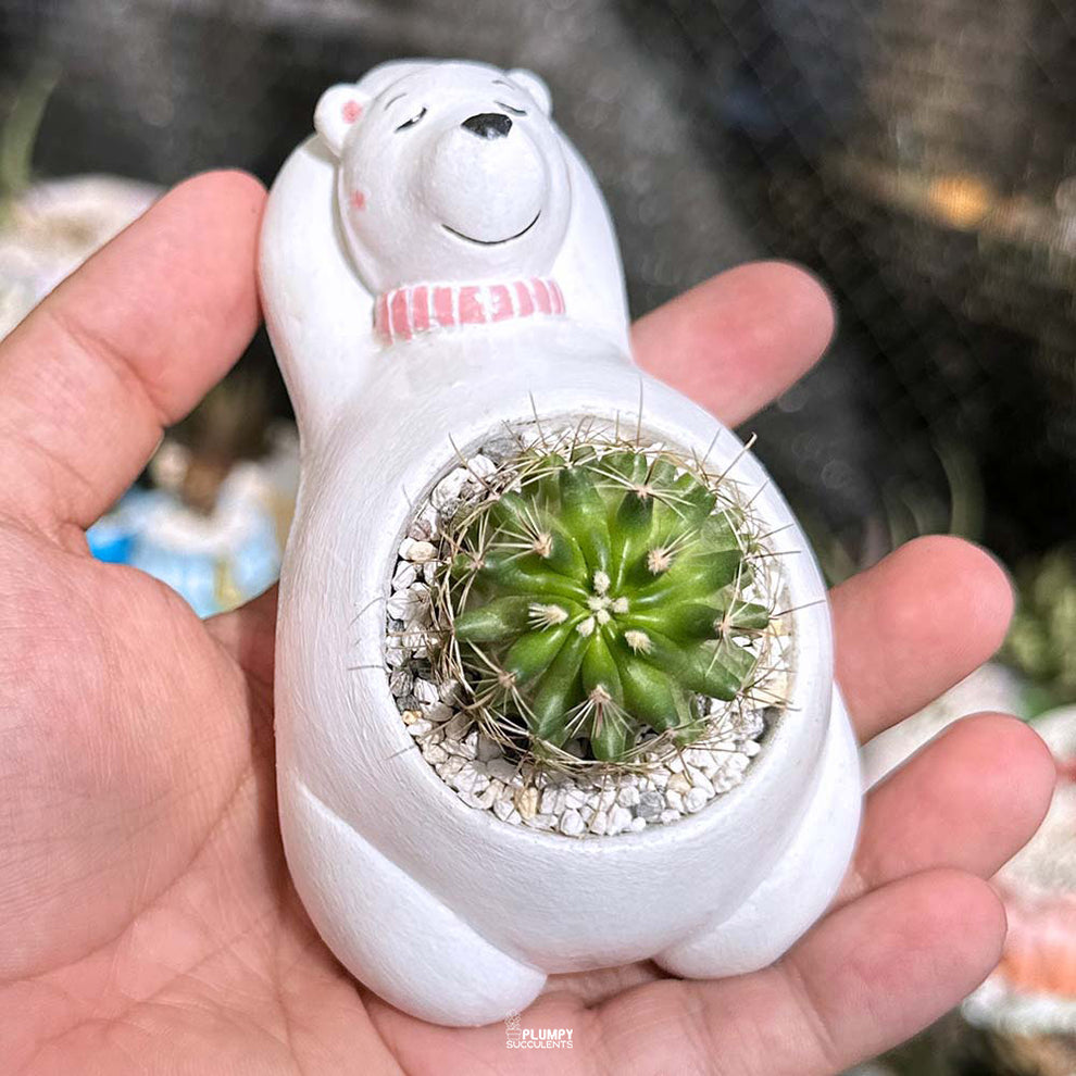 Thelocactus Setispinus in Polar Bear Planter – Plumpy Succulents