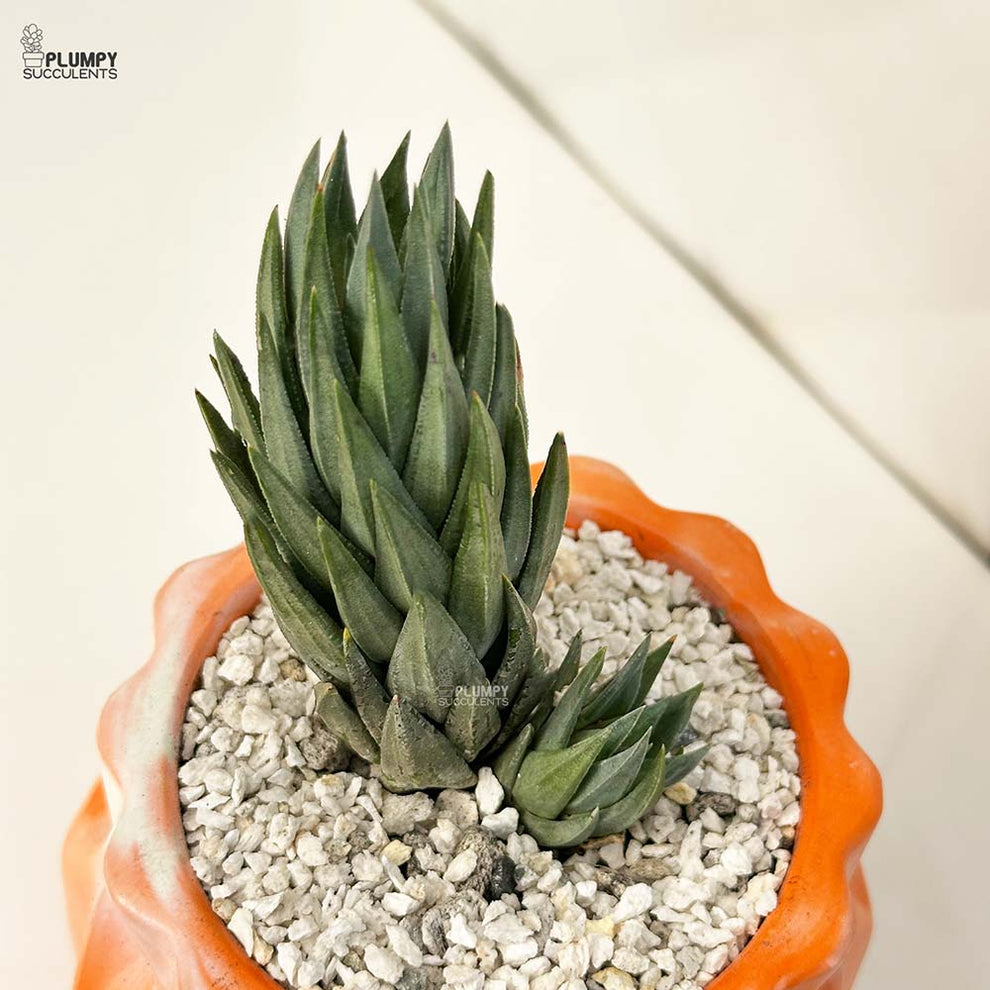 Haworthia Glauca – Plumpy Succulents
