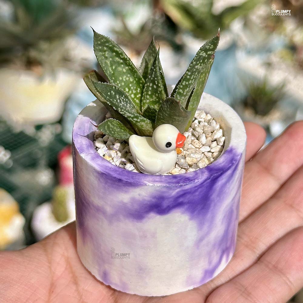 Gasteraloe Beguinii - Duckling's Home – Plumpy Succulents