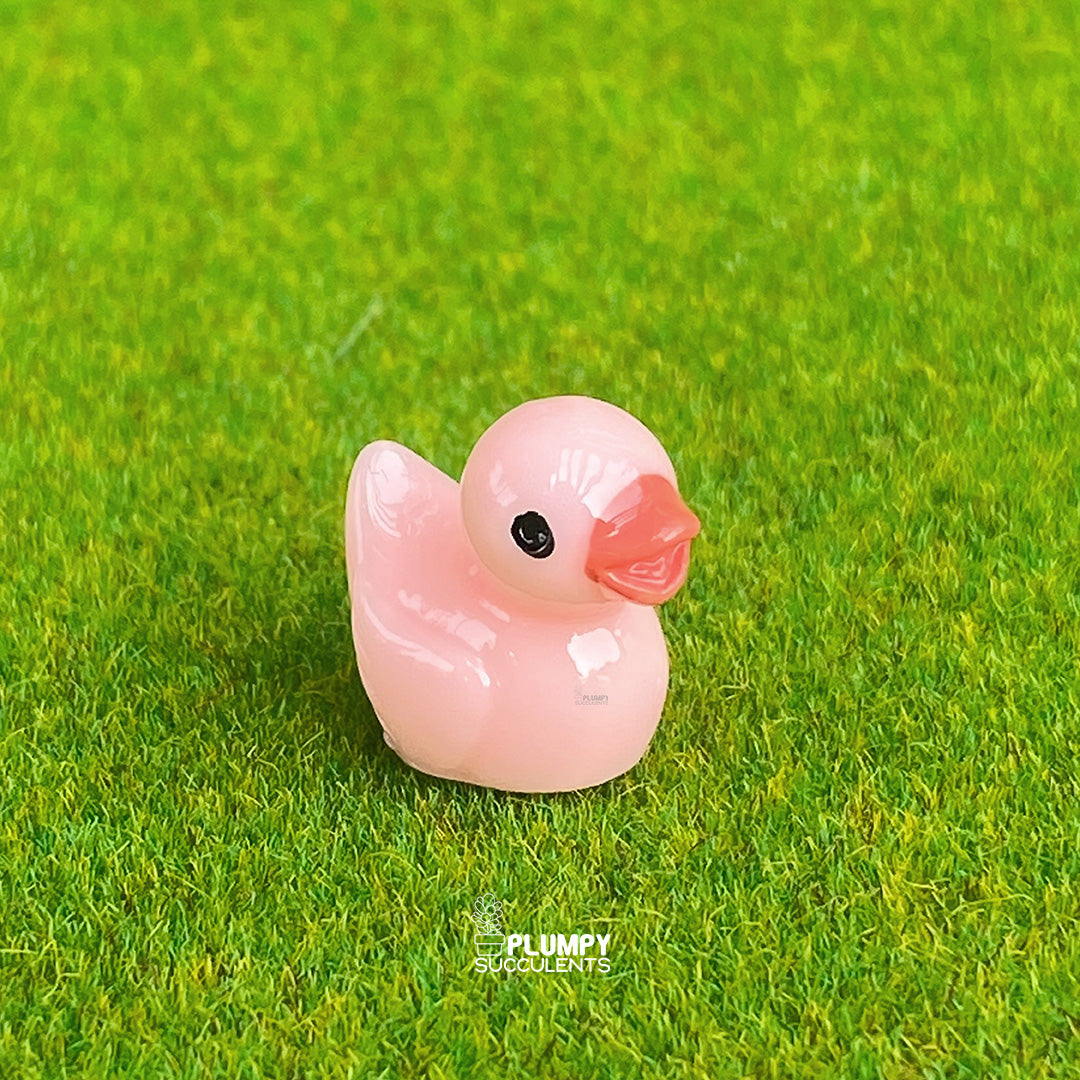 Duck – Plumpy Succulents
