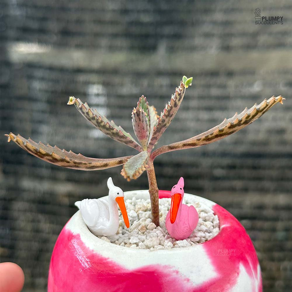 Mother of Millions – Plumpy Succulents