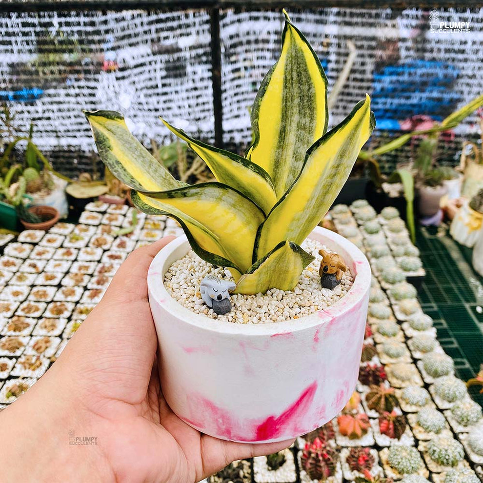 Sansveria Golden Hahnii (Snake Plant) – Plumpy Succulents
