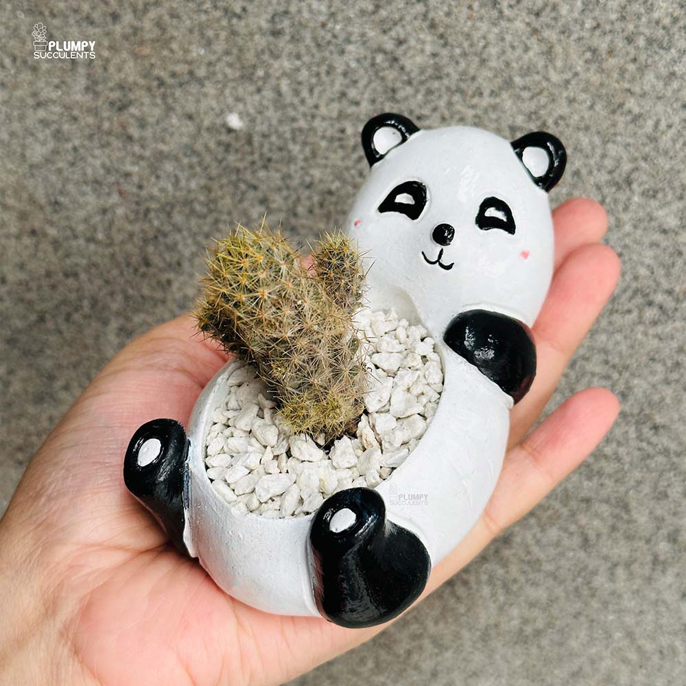 Mammalaria Prolifera in Panda Planter – Plumpy Succulents