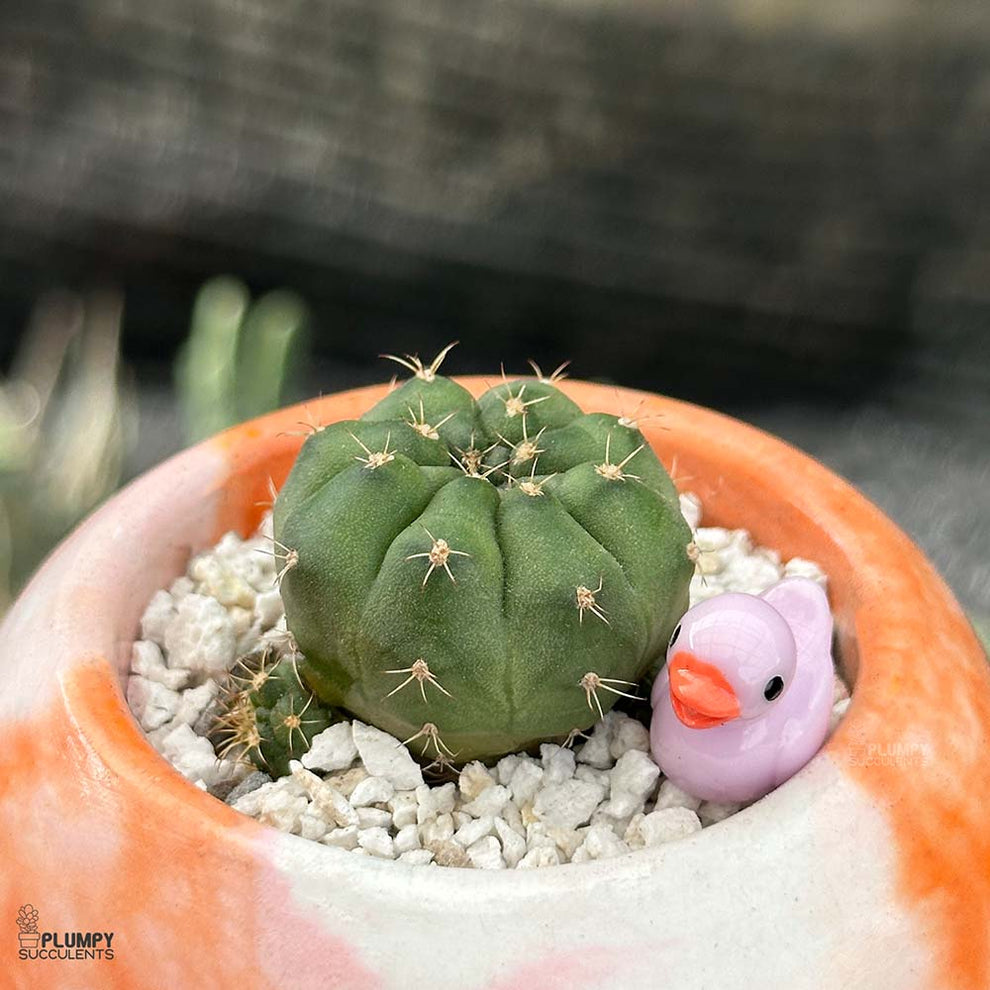 Gymnocalycium damsii – Plumpy Succulents