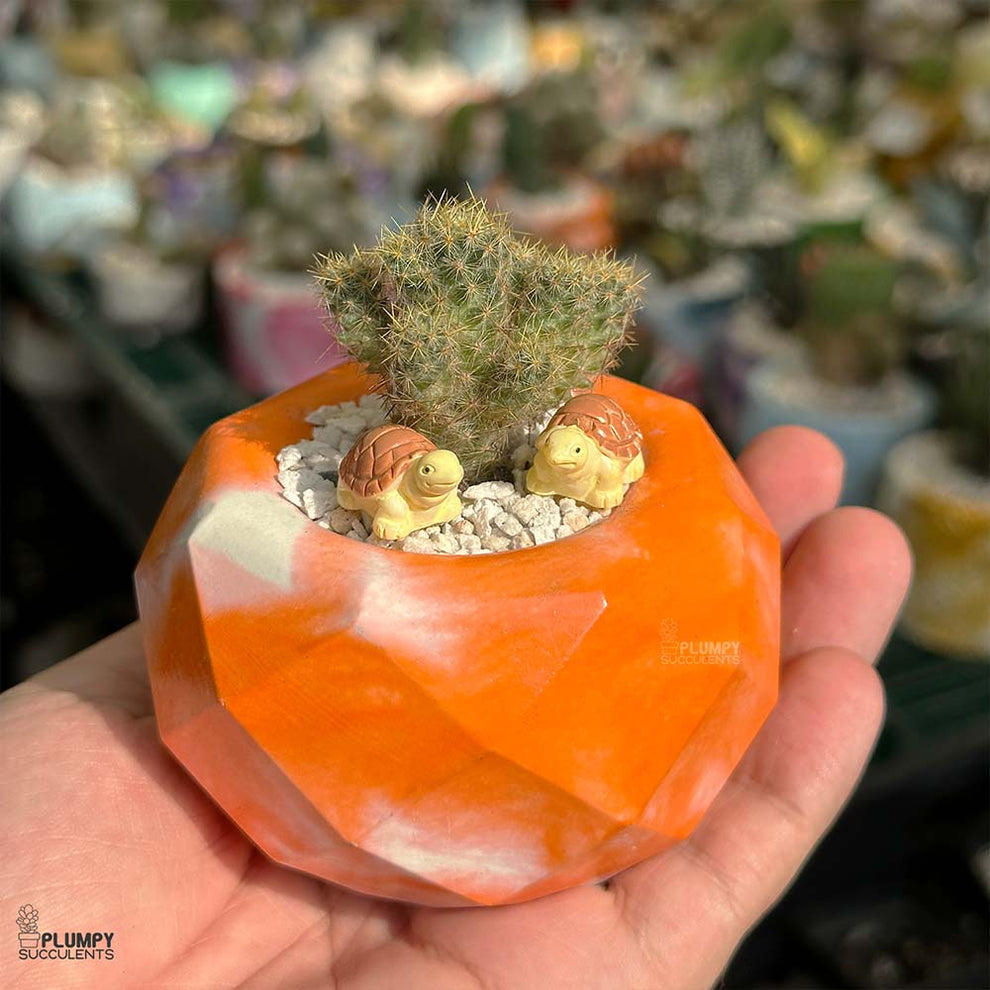mammillaria prolifera – Plumpy Succulents