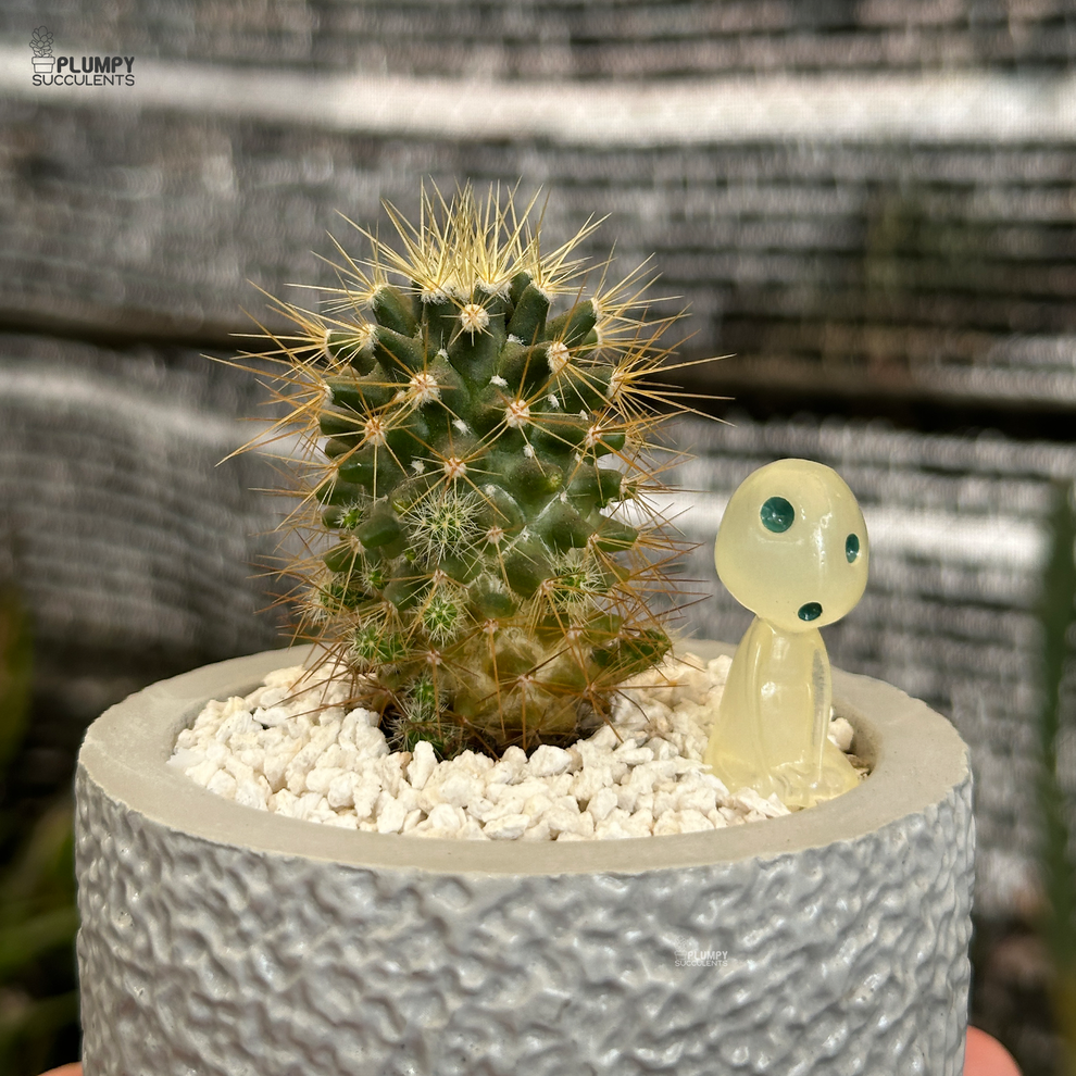 Mammillaria Golden Thorns – Plumpy Succulents