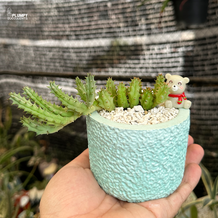 Stapelia – Plumpy Succulents