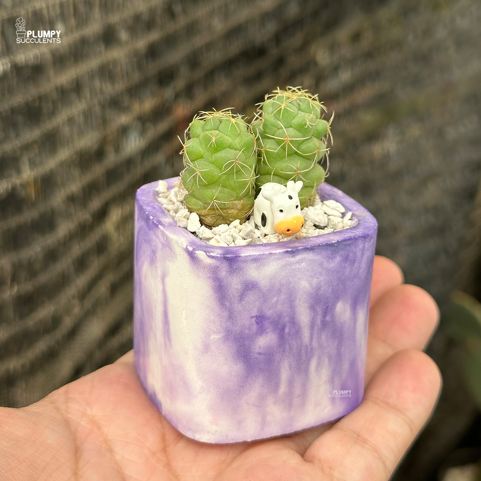 Corypantha – Plumpy Succulents