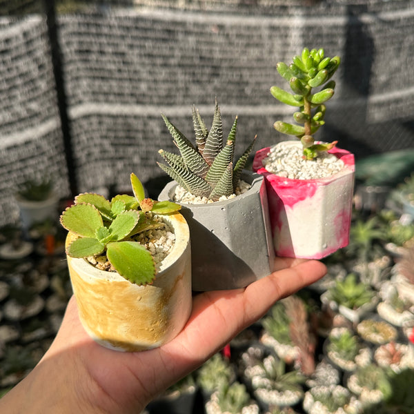 Set of 3 Succulents – Plumpy Succulents