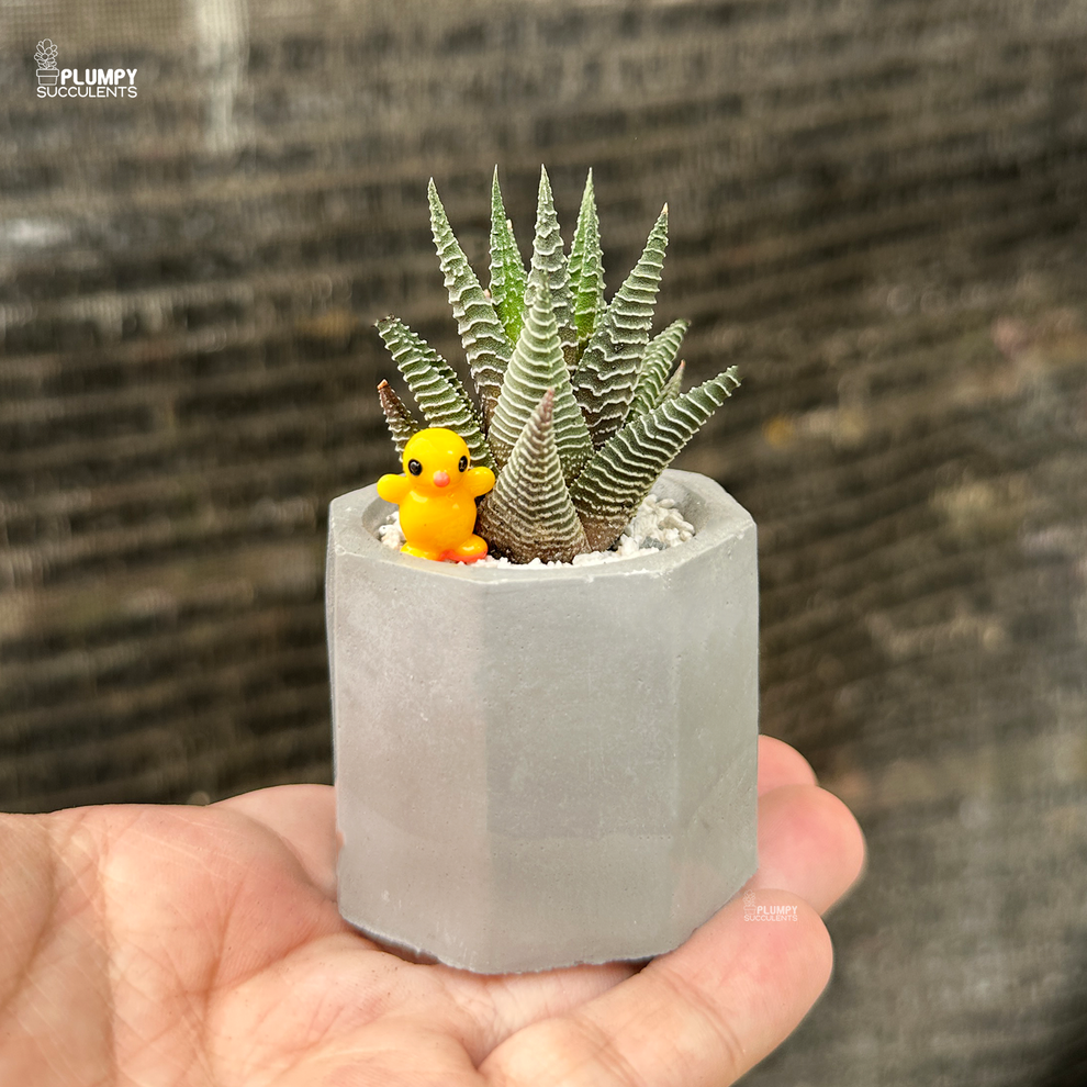 Haworthia Limifolia x fasicata – Plumpy Succulents