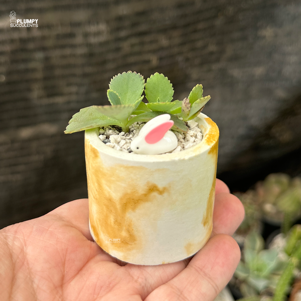 Mother of Thousands – Plumpy Succulents