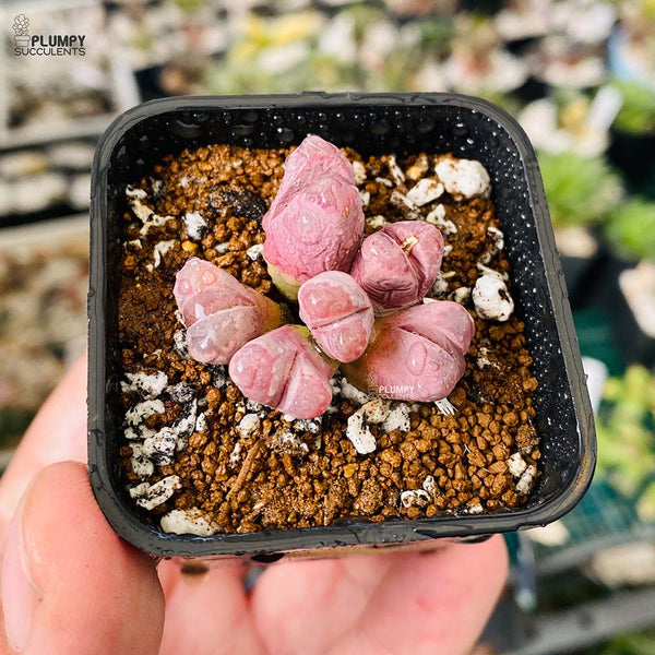 Purple Lithop “Optica Rubra” (Exotic Variety) – Plumpy Succulents