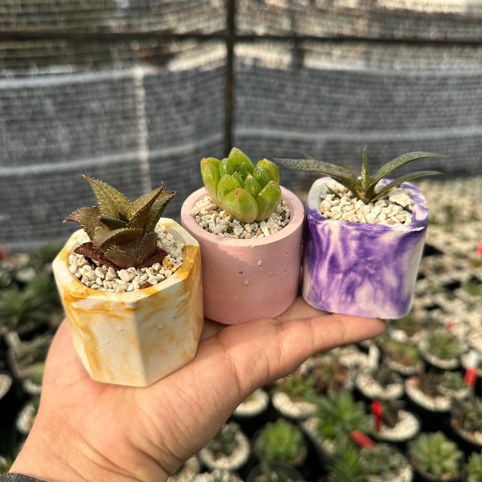 Set of 3 Succulent (Indoor) – Plumpy Succulents