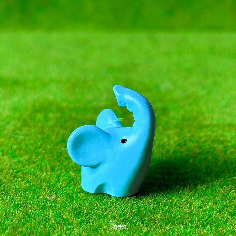 Elephant – Plumpy Succulents