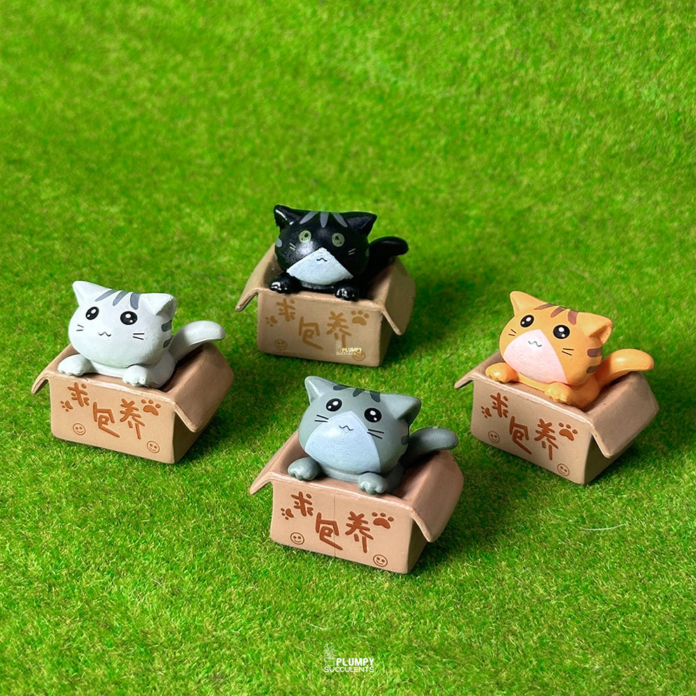Kitten (Chinese Takeout Box) – Plumpy Succulents