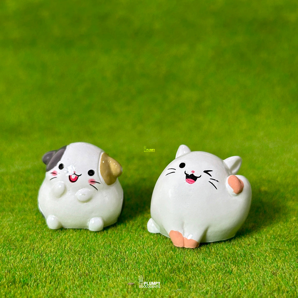 Hamster – Plumpy Succulents