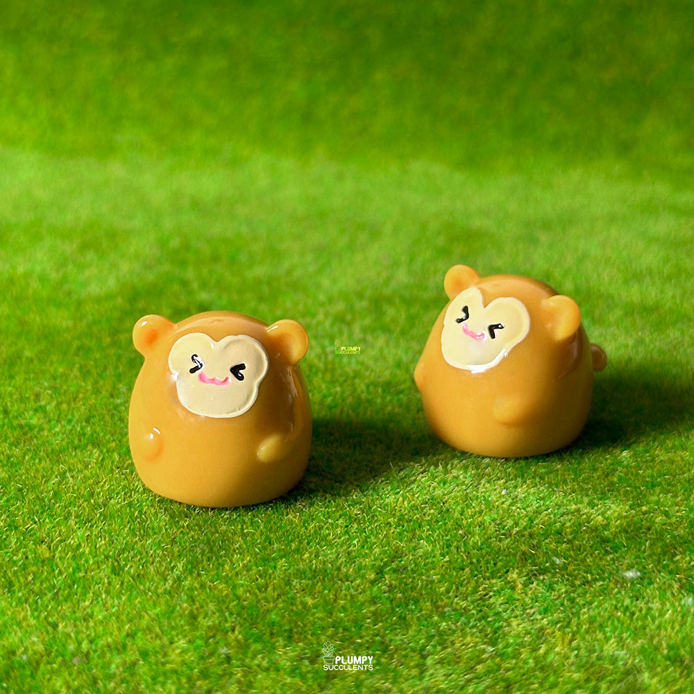Monkey – Plumpy Succulents