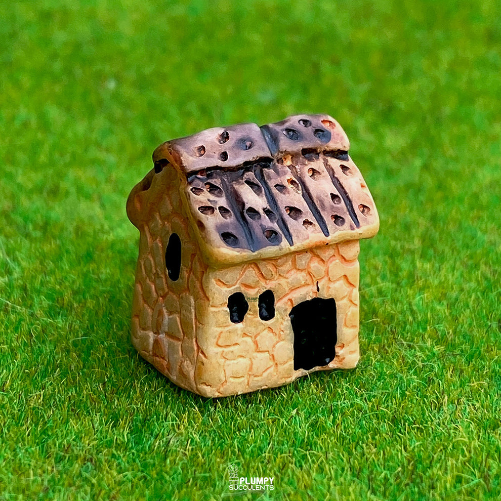Small House – Plumpy Succulents