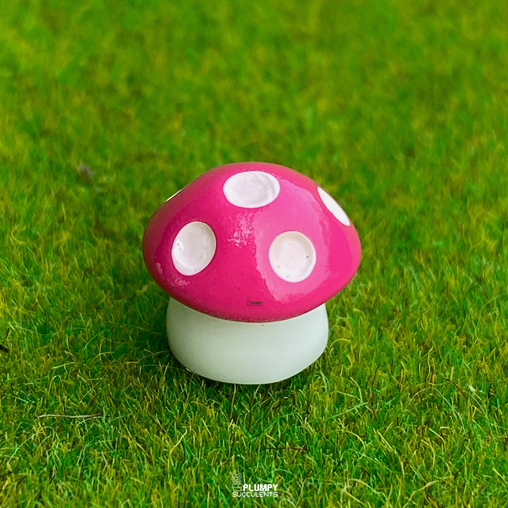 Mini Mushrooms – Plumpy Succulents