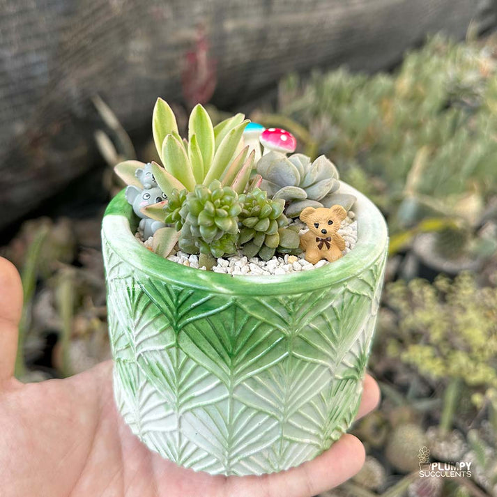 Succulent Garden (Arrangement) – Plumpy Succulents